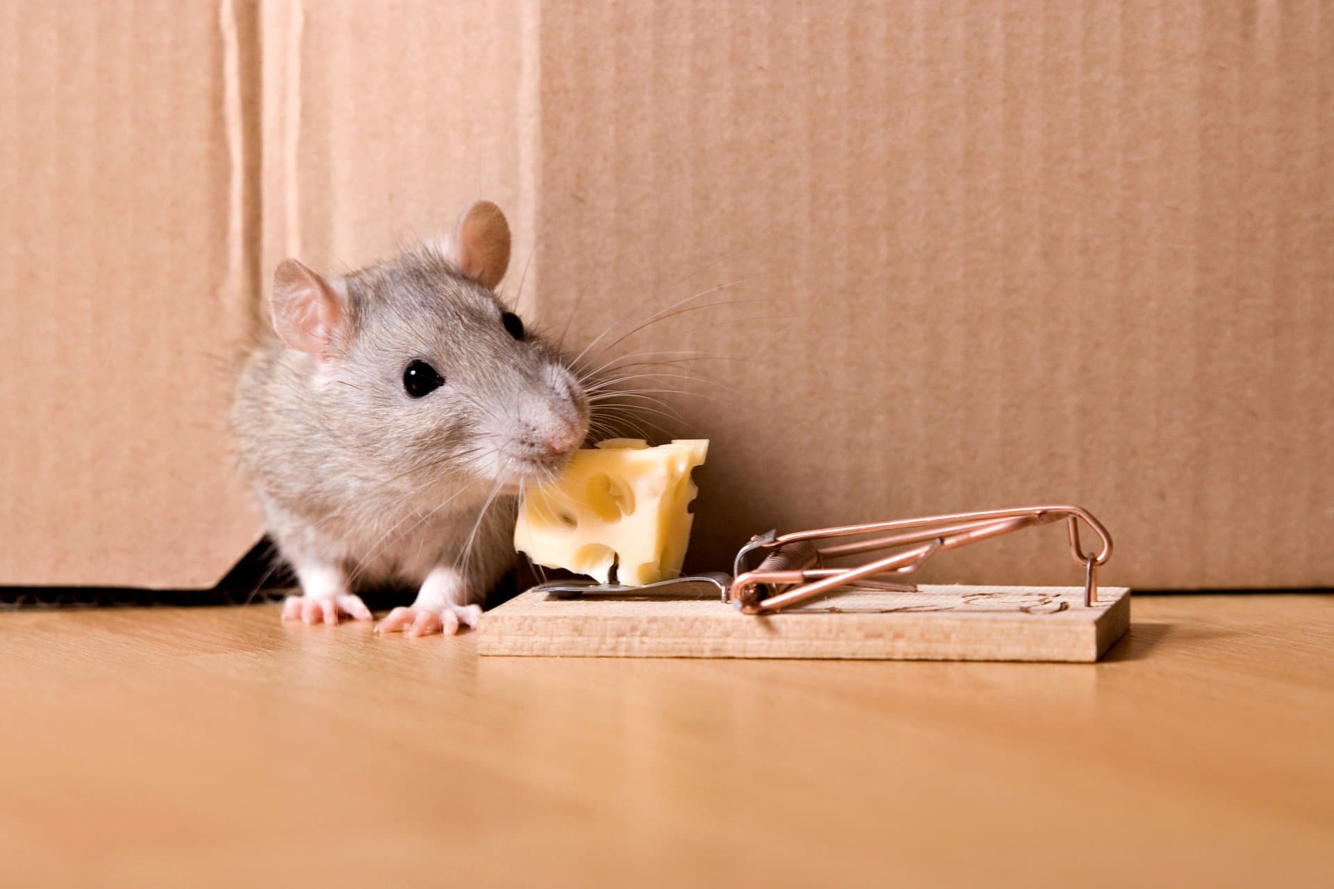 The Best Ways to Get Rid of Mice this Spring | Environmental Pest ...