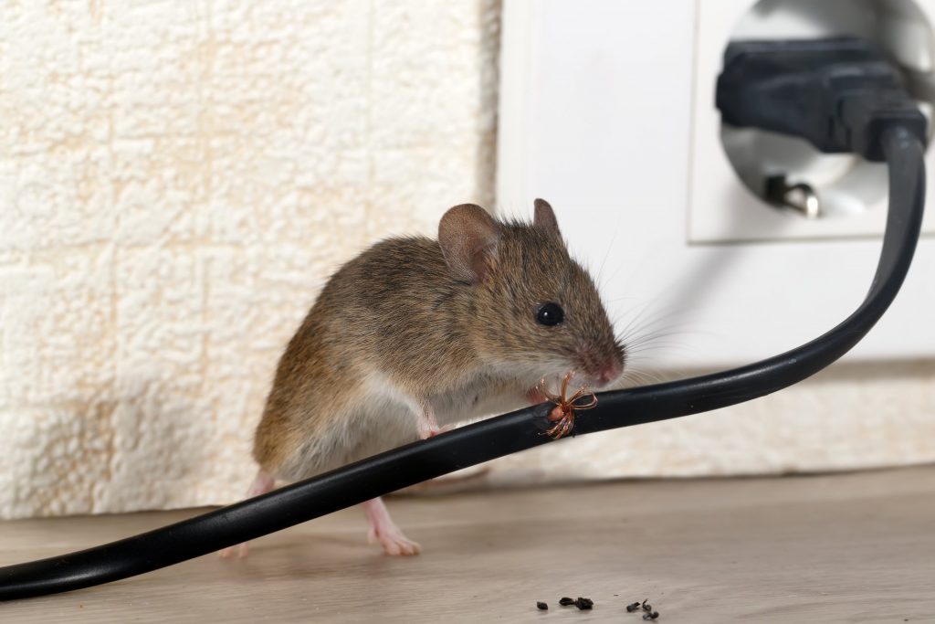 3 Proven Ways to Get Rid of Mice Fast