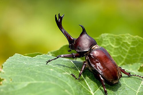 Identify and Learn About Common Pests | BugTech