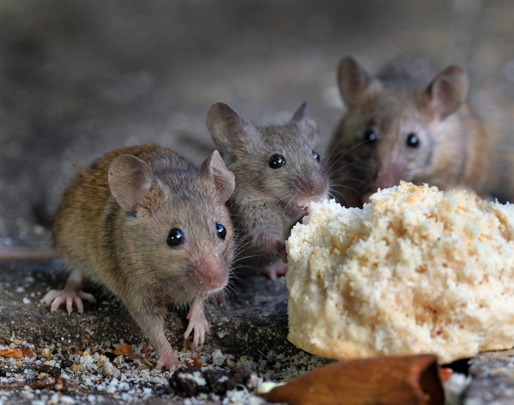 3 Proven Ways to Get Rid of Mice Fast