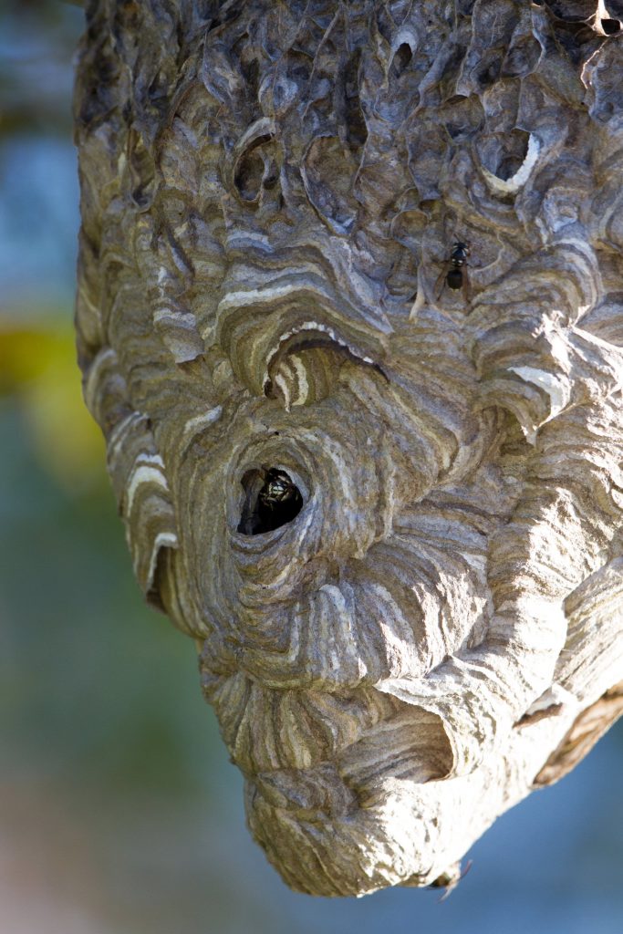 Bald-Faced Hornets: Extremely Aggressive Insects that Need Special ...