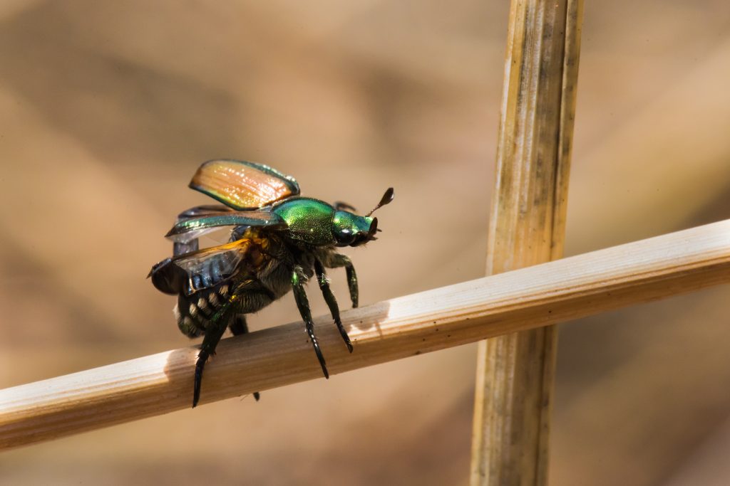 Japanese Beetles and What You Need to Know | Bugtech