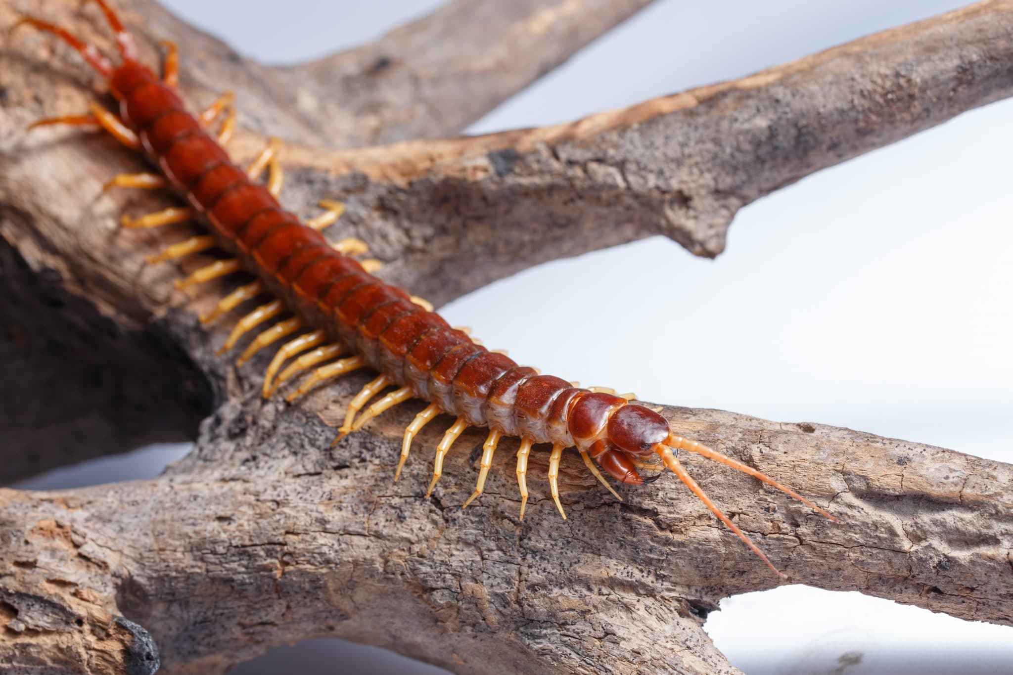 Too Many Legs To Count What You Need To Know About Centipedes