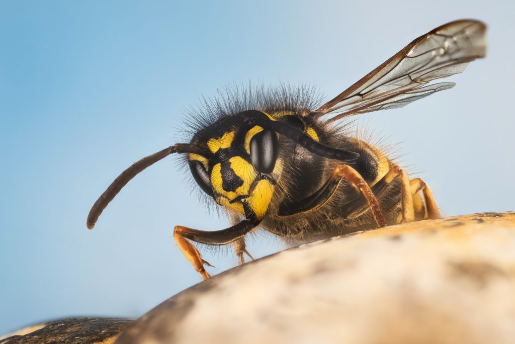 wasp-101-and-the-difference-between-wasps-and-hornets-bugtech