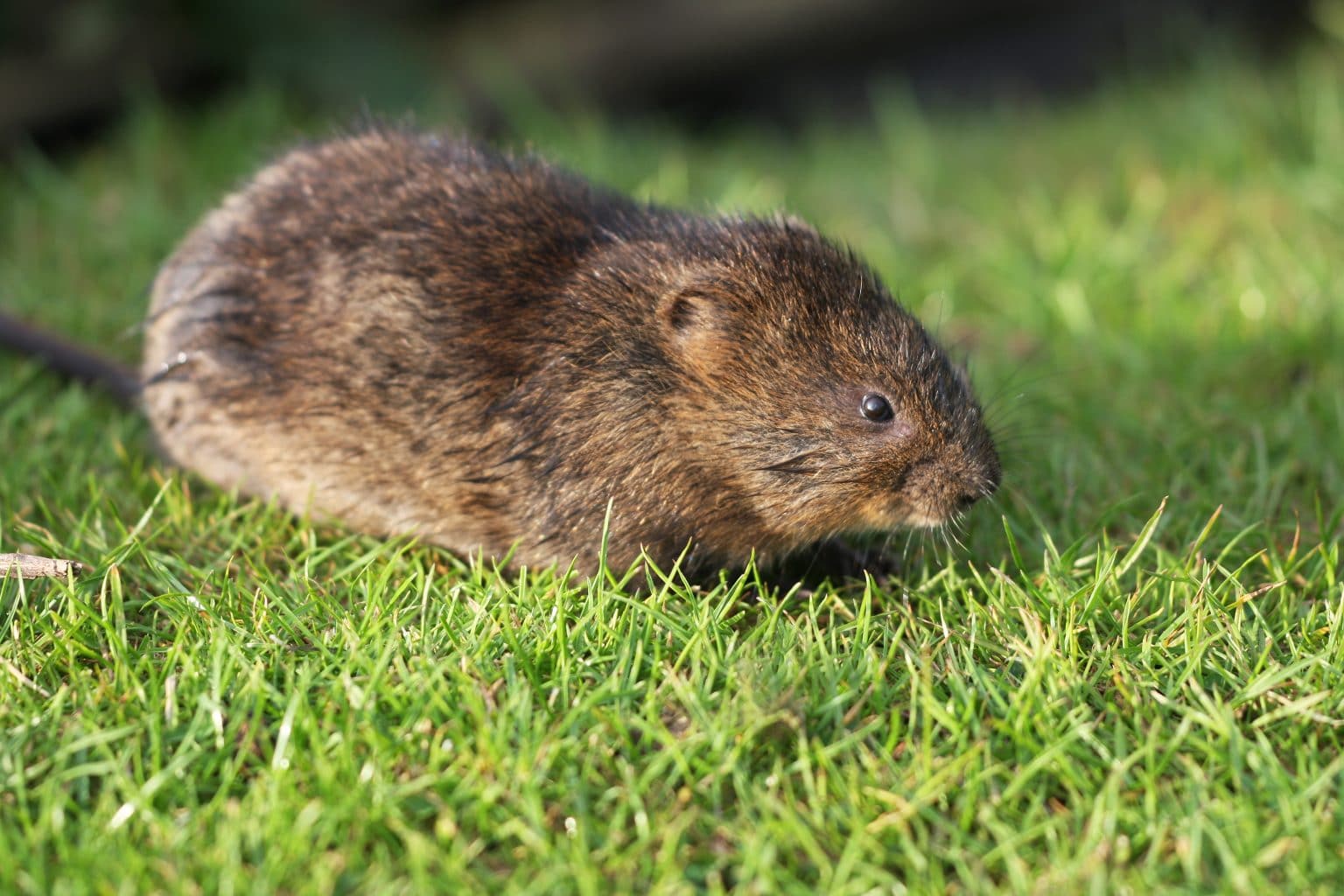 What Are Voles? Everything You Need To Know | Bugtech