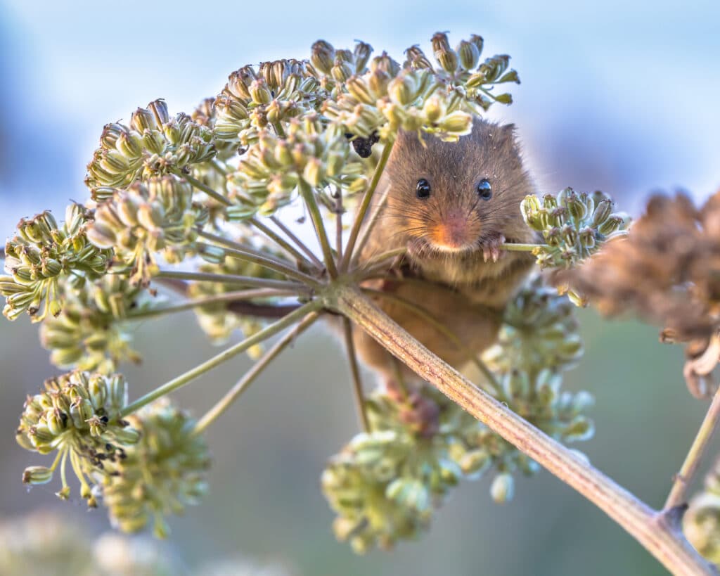 Most Common Minnesota Pests In The Fall Season