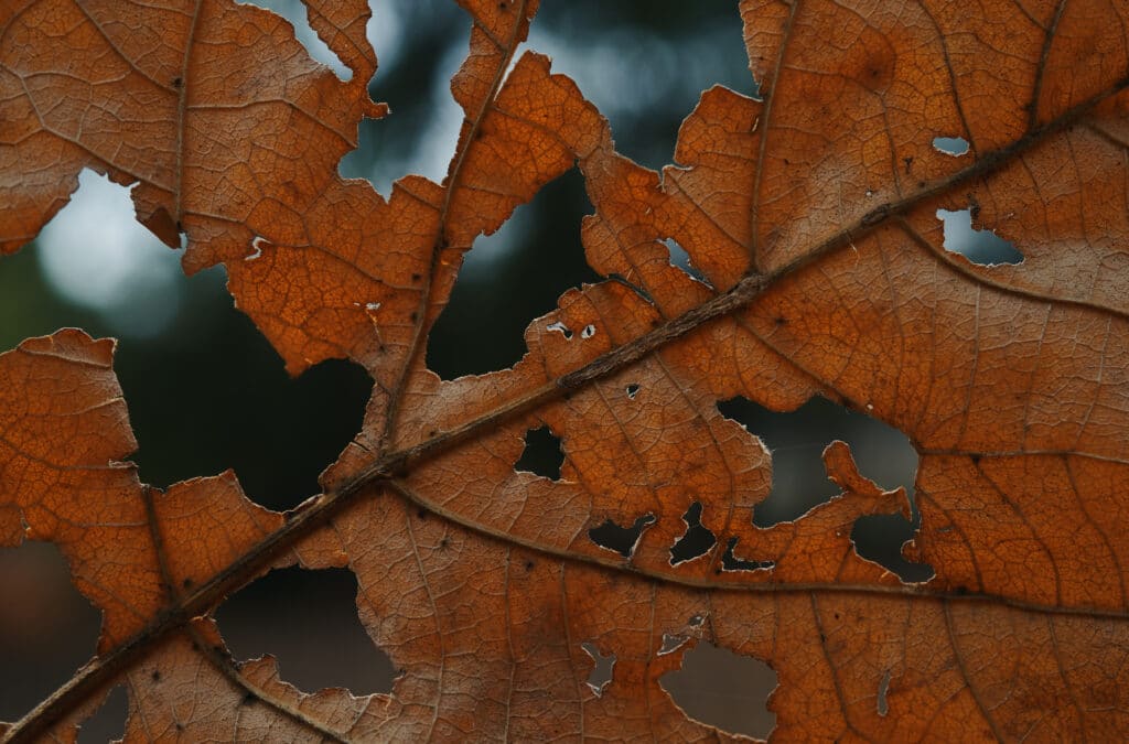 Most Common Minnesota Pests In The Fall Season