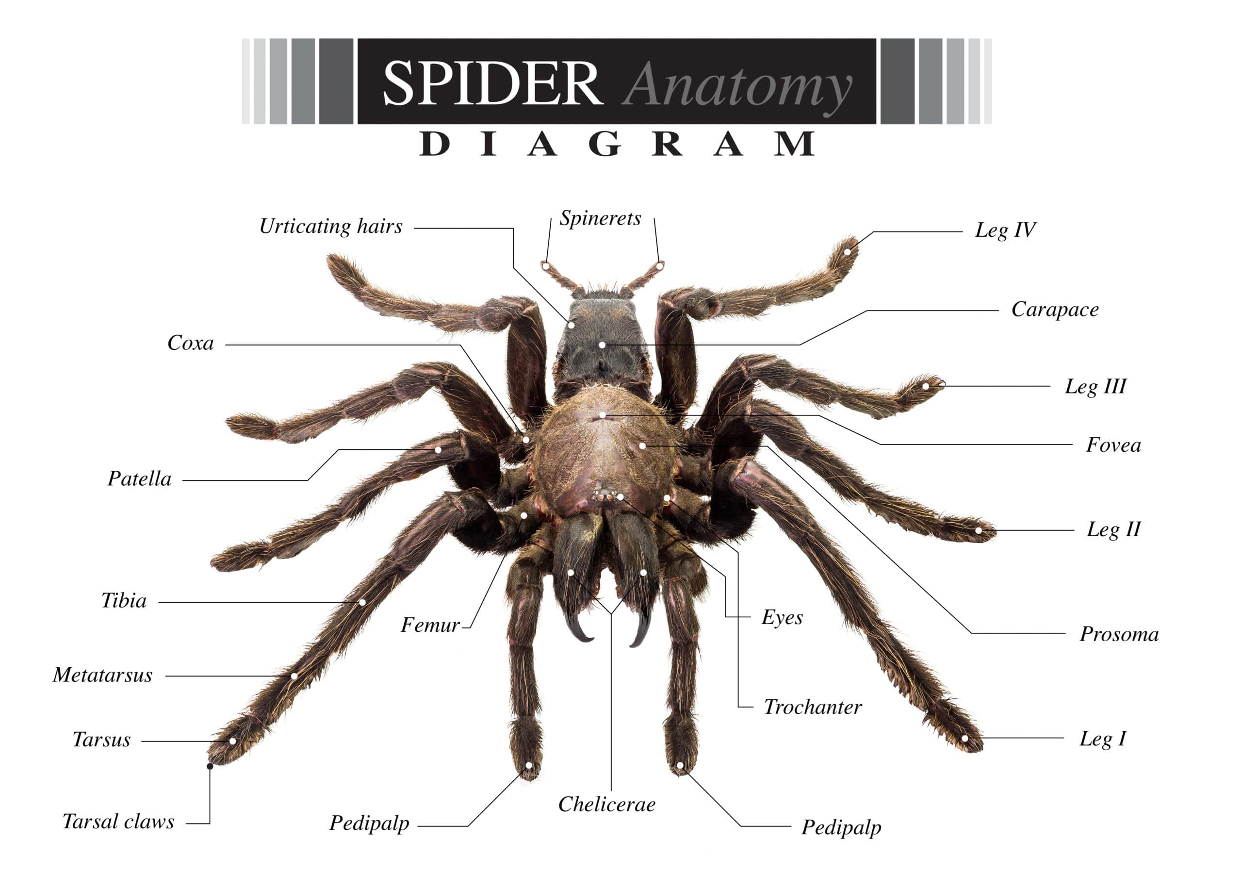 Spider Diagram Environmental Pest Management