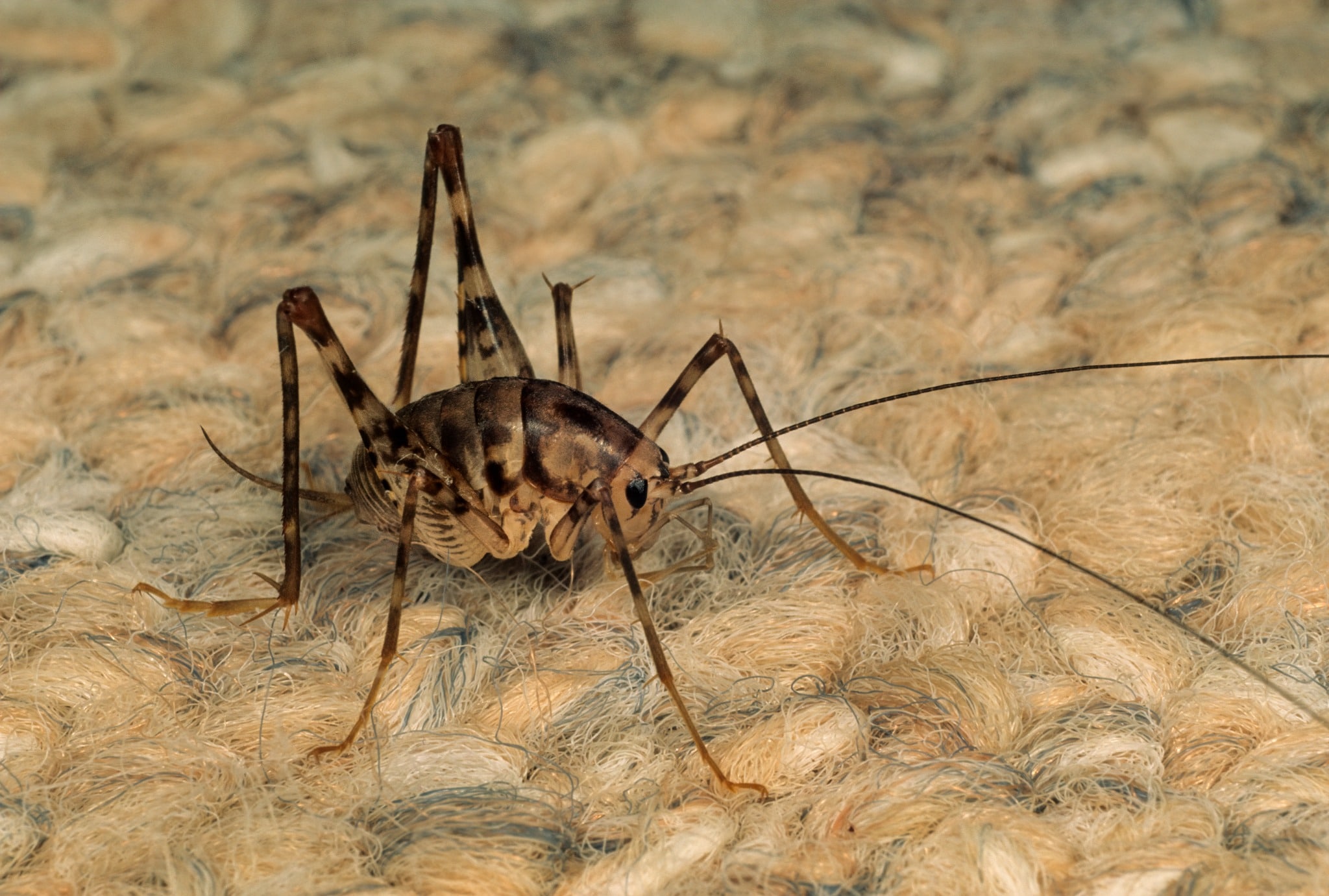 Look Out for These Basement Bugs