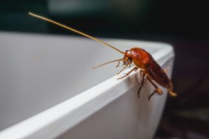 12 Common Minnesota Bugs