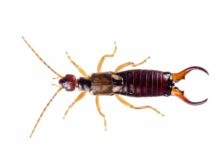 12 Common Minnesota Bugs