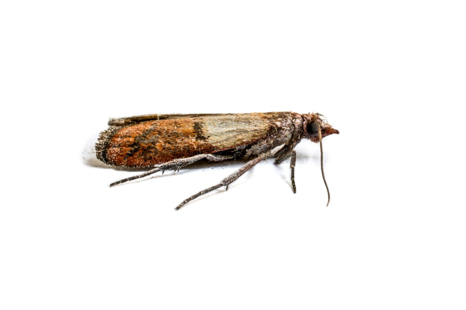 12 Common Minnesota Bugs