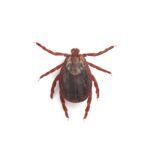 12 Common Minnesota Bugs