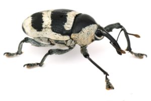 weevil-portrait | Environmental Pest Management