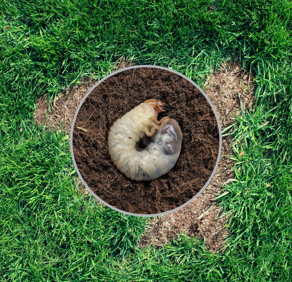 How Do I Treat For Grubs In My MN Lawn - Grub Damage Treatment